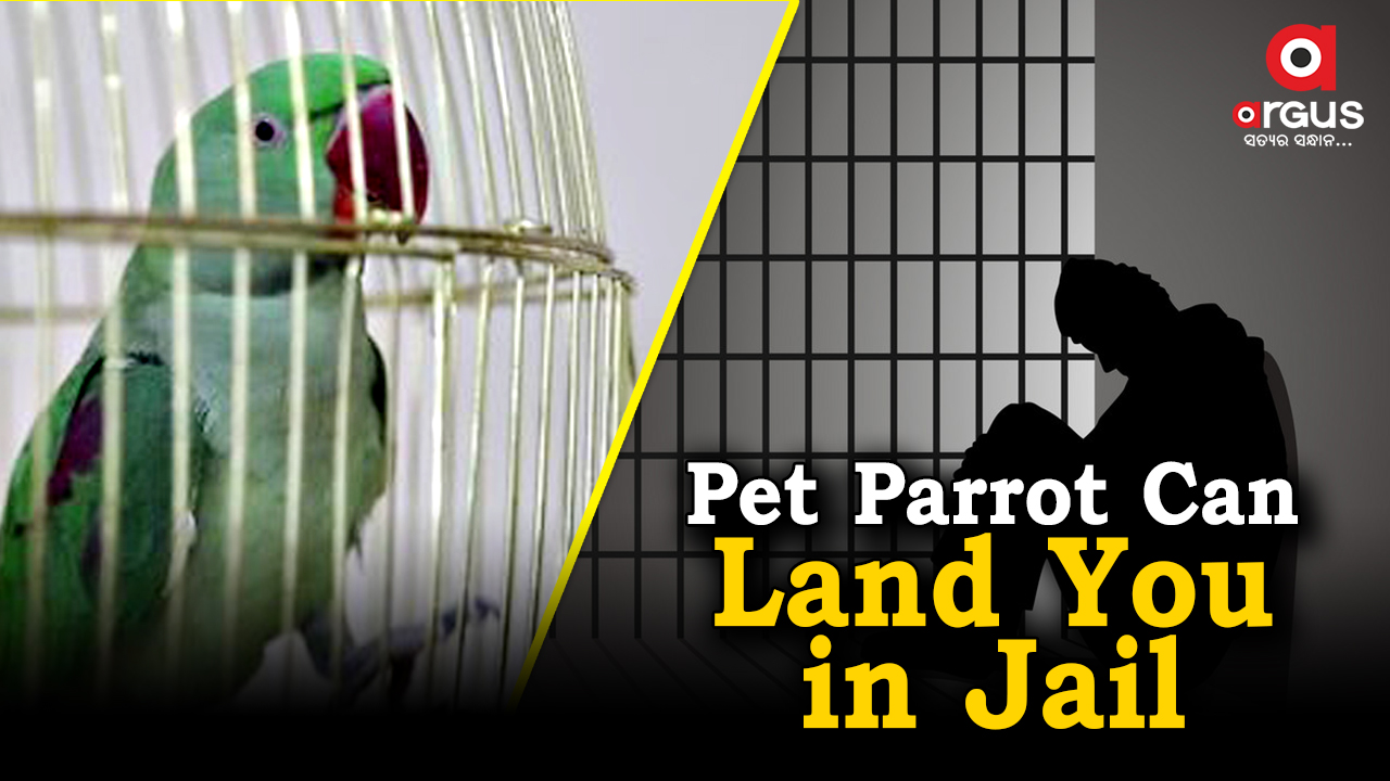 Birds Have The Right To Fly In The Sky And Not Be Confined To Cages Parrot Dilemma birds-have-the-right-to-fly-in-the-sky-and-not-be-confined-to-cages-parrot-dilemma
