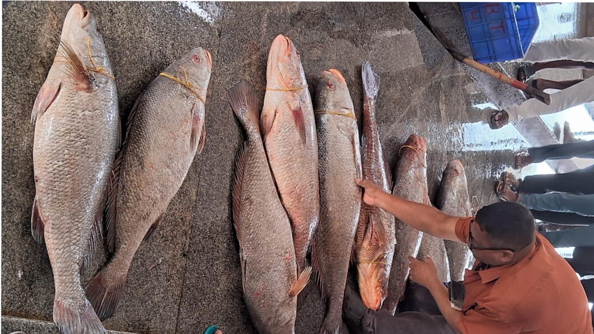 Rare Species 'Telia Fish' Sold For Rs 18 Lakh In Paradip