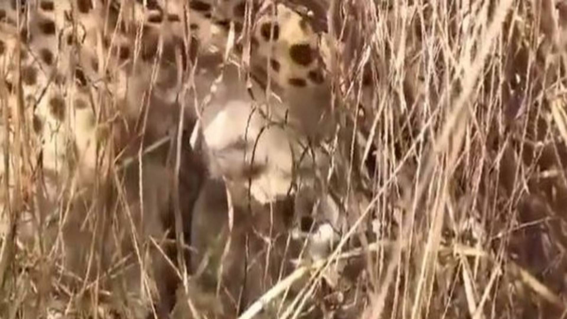 Namibian Cheetah Gives Birth To Three Cubs In Kuno National Park